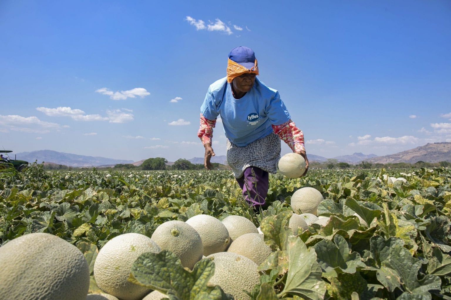 Melones - Fyffes - ES