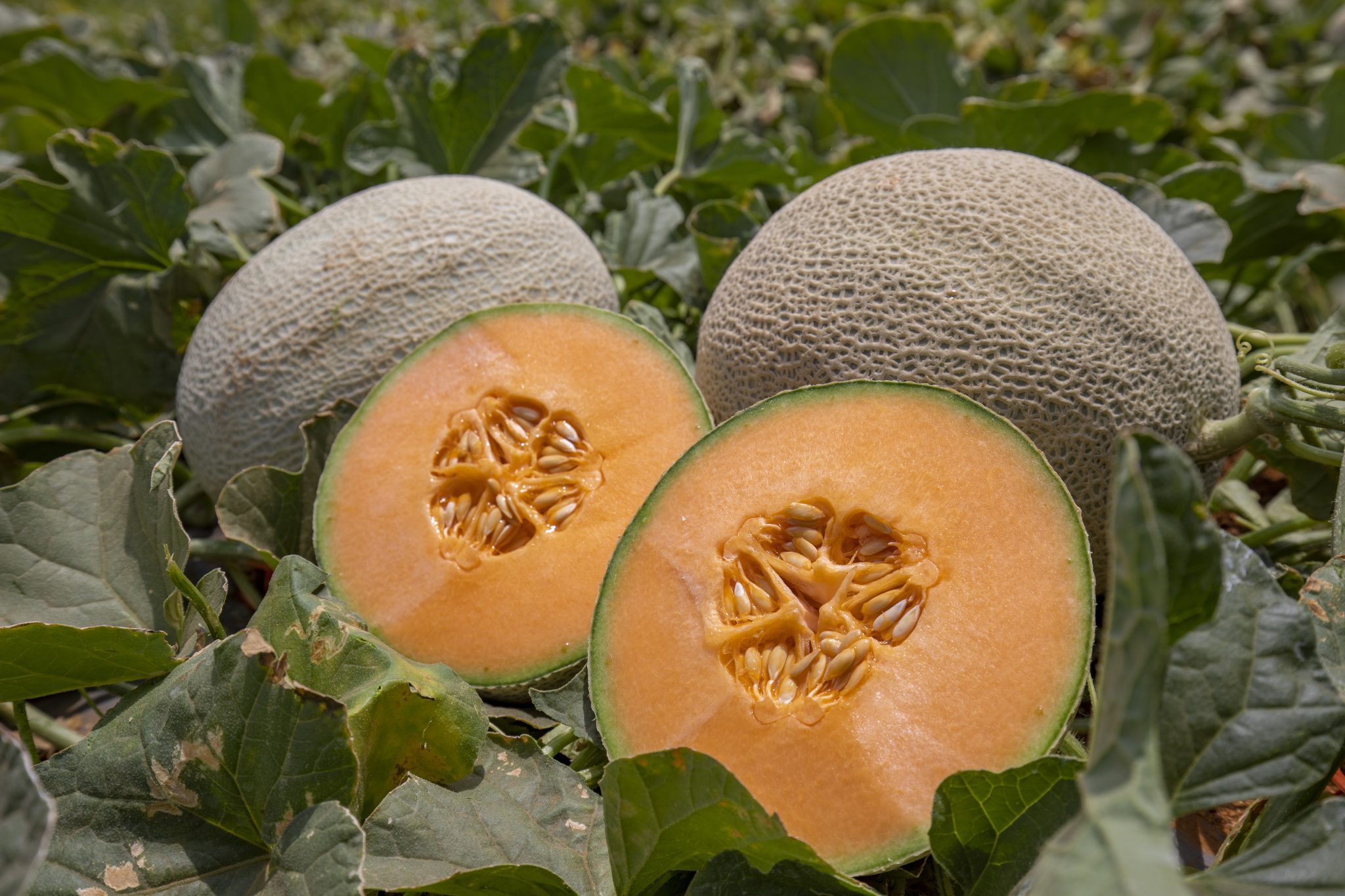 FYFFES STREAMLINES PORTFOLIO FOR STRATEGIC GROWTH; MARTORI FARMS ...